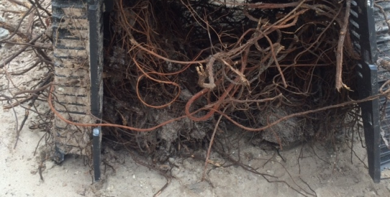 2 Sure Ways To Get Rid Of Septic System Roots • Martin Septic Service